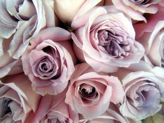 {two lovely things : january roses} :: This Is Glamorous (TIG)