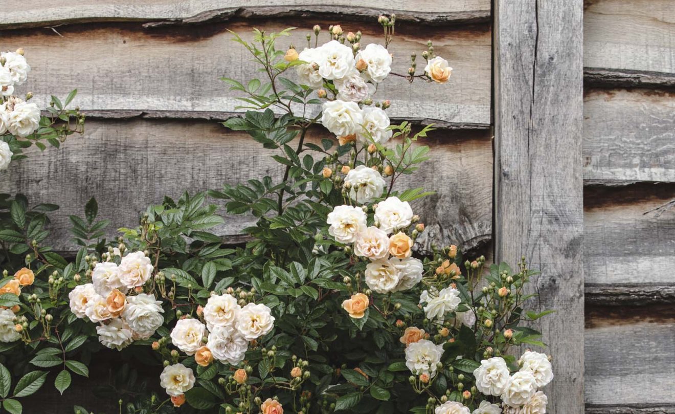 Places: Thyme, Southrop Manor Estate, Gloucestershire